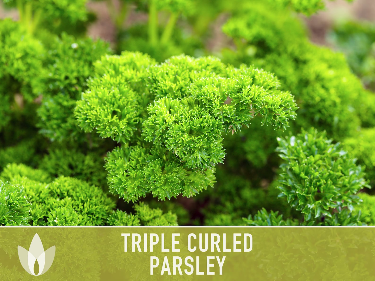 Parsley Seeds For Planting Indoors Triple Curled Parsley Seeds ...