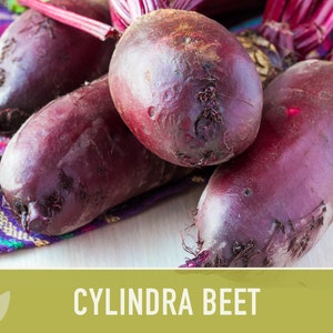 Cylindra Beet Seeds - Heirloom Seeds, Cylindrical Shaped, Uniform ...