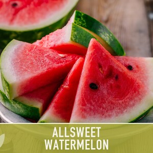 Allsweet Watermelon Heirloom Seeds - Non-gmo, Open Pollinated ...