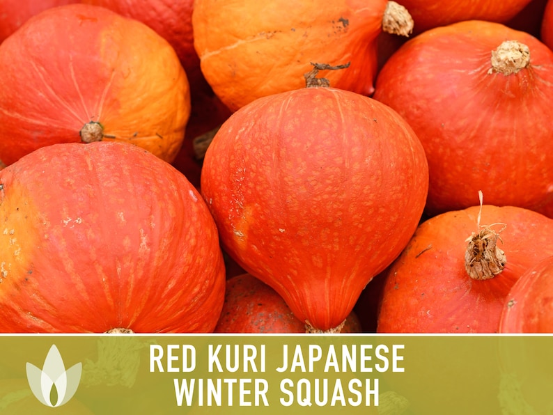 Red Kuri Japanese Winter Squash Heirloom Seeds - Etsy