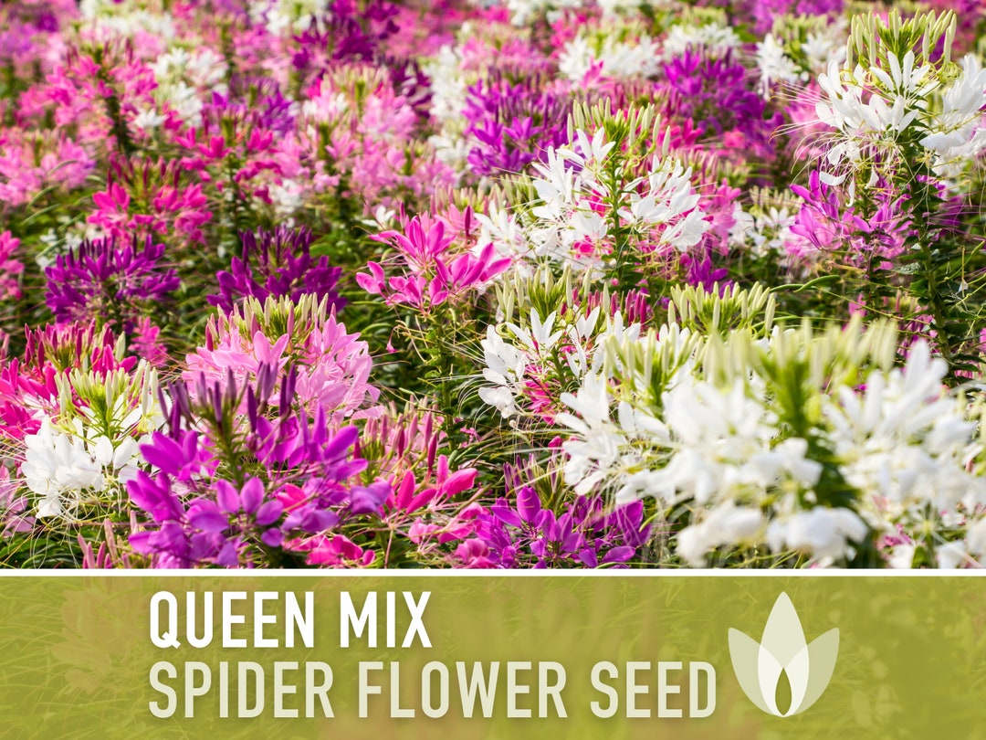 Spider Flower, Queen Mix Seeds - Heirloom Seeds, Spider Lily, Drought ...