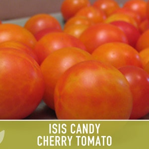 Isis Candy Cherry Tomato Heirloom Seeds - Salad Garden, Indeterminate ...