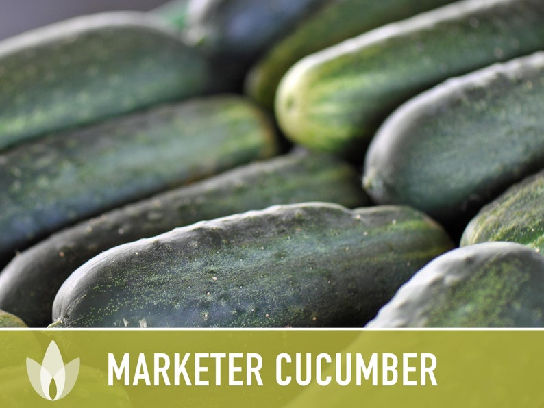 Marketer Cucumber Heirloom Seeds - Etsy