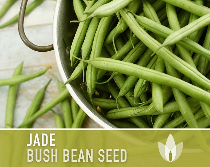 Jade Bean Seeds - Etsy