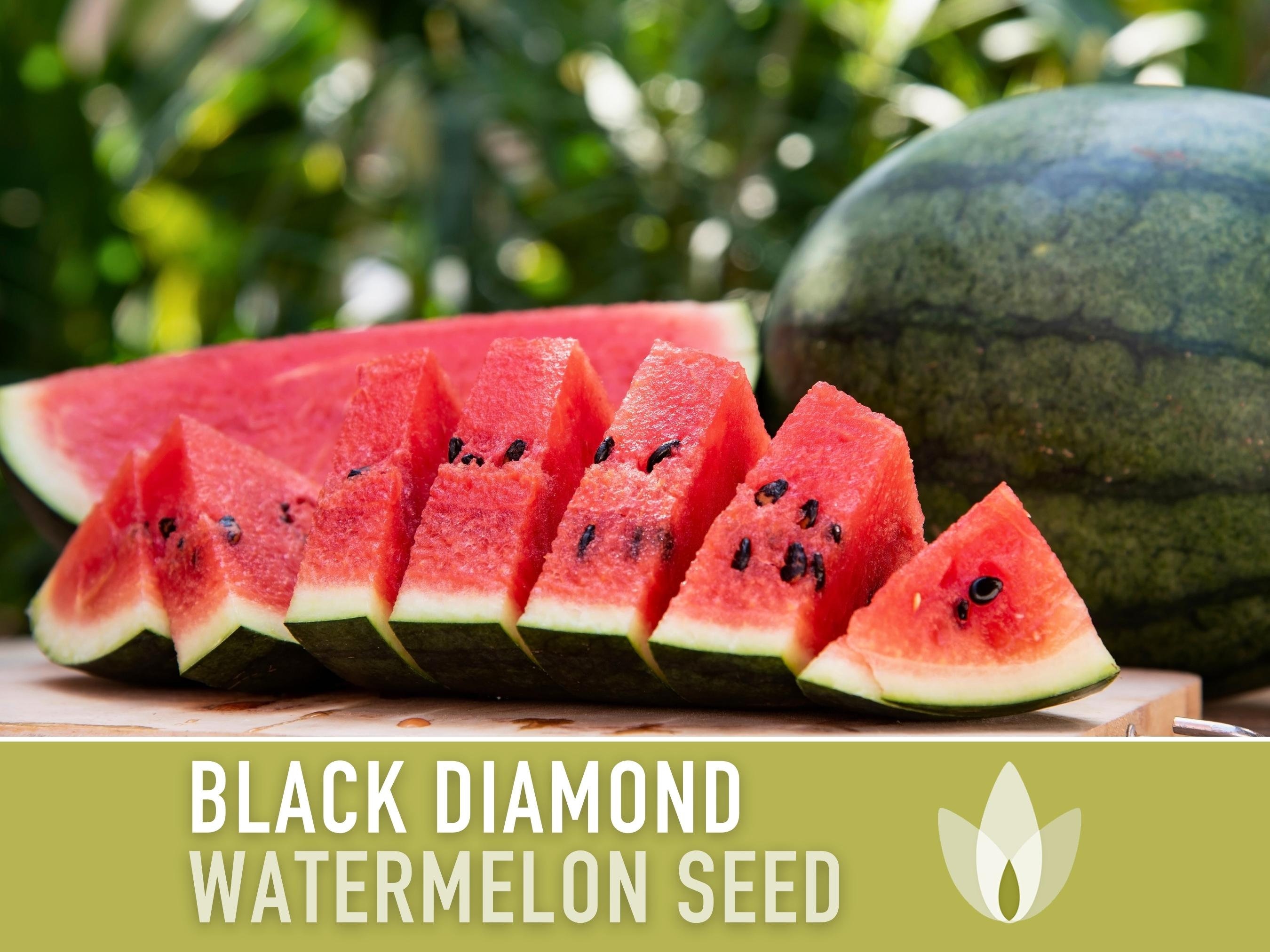 Black Watermelon Seeds
