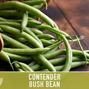 Contender Bush Bean Seeds - Heirloom, Stringless, Open Pollinated ...