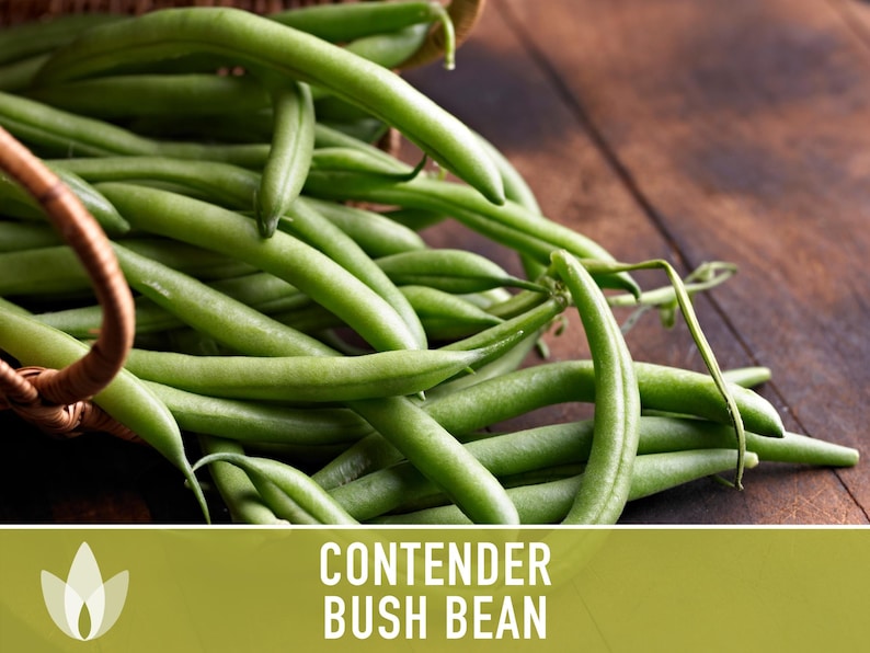 Contender Bush Bean Seeds - Heirloom, Stringless, Open Pollinated ...