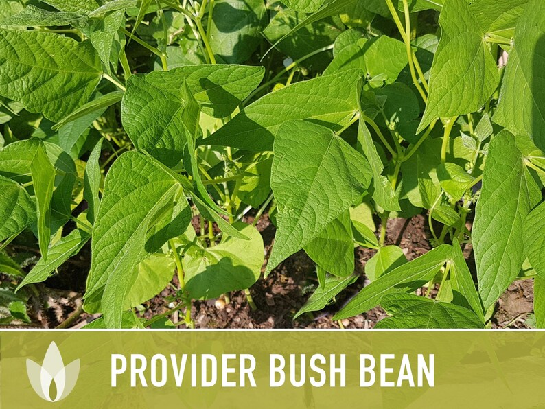 Provider Bush Bean Seeds - Heirloom, Open Pollinated, Easy to Grow ...