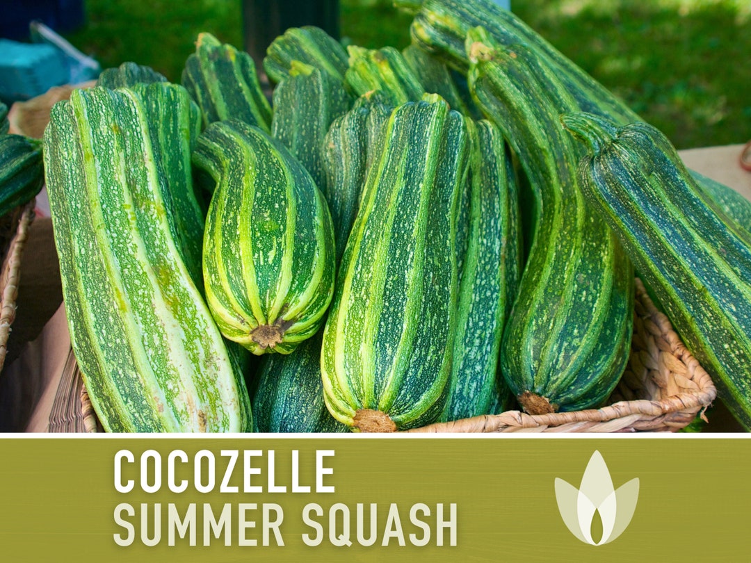 Cocozelle Summer Squash Zucchini Heirloom Seeds - Striped, Compact ...