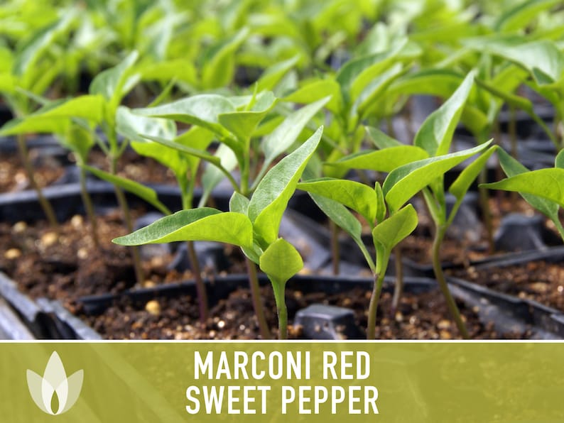 Marconi Red Sweet Pepper Heirloom Seeds - Etsy