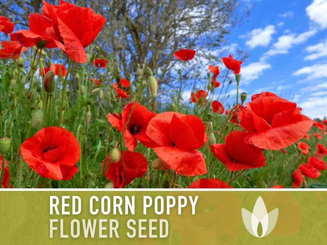 Red Corn Poppy Heirloom Seeds - Flower Seeds, Cool Weather Seeds ...