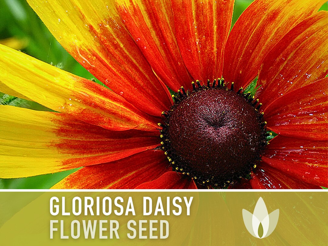 Gloriosa Daisy Flower Seeds - 100 Heirloom Seeds, Black Eyed Susan ...