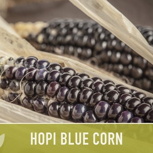 Hopi Blue Corn Heirloom Seeds - Seed Packets, Non-gmo, Open Pollinated ...
