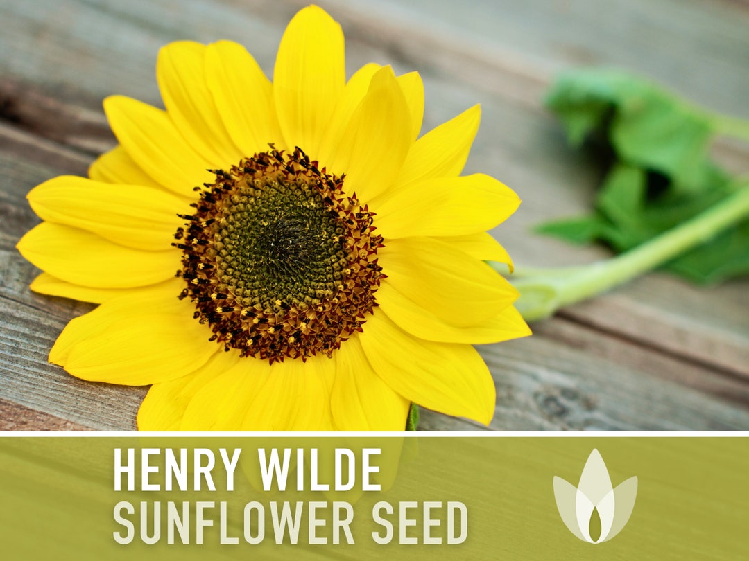 Henry Wilde Sunflower Seeds - Heirloom Seeds, Rustic Sunflower, Classic ...