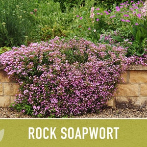 Rock Soapwort Flower Seeds - Heirloom Wildflower, Ground Cover ...