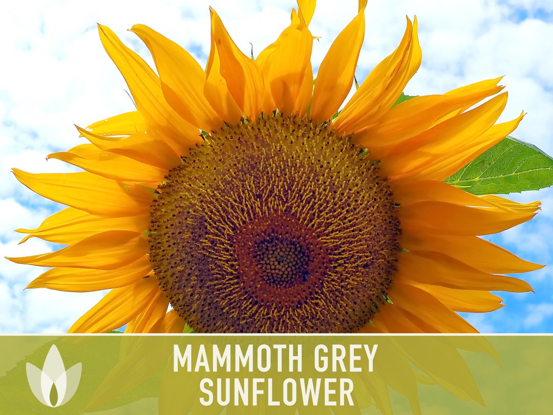 Mammoth Grey Stripe Sunflower Heirloom Seeds Flower Seeds - Etsy