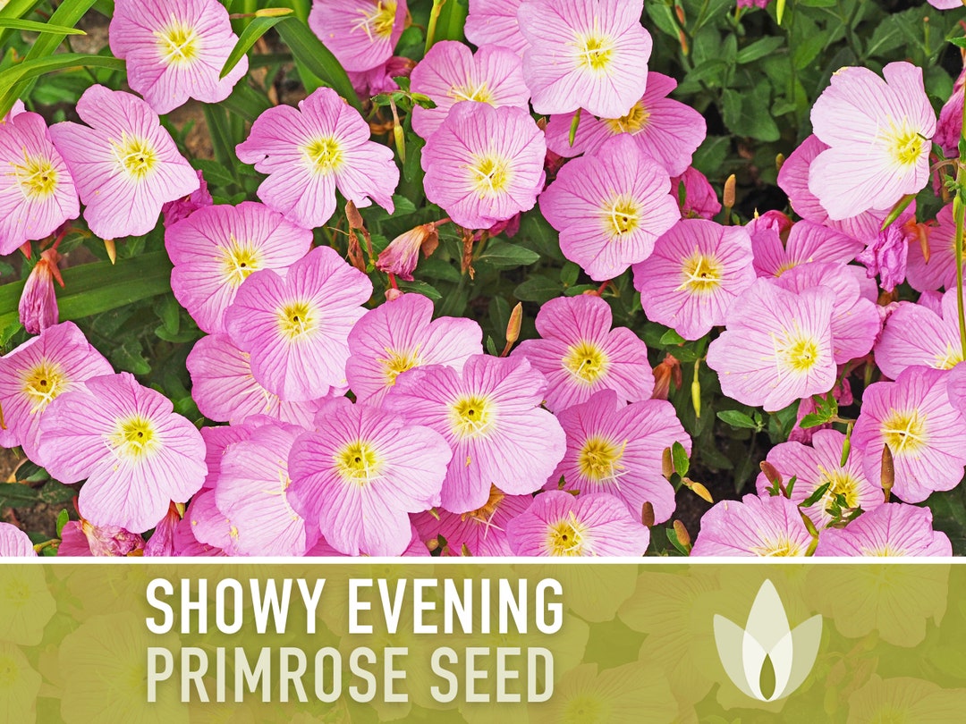 Showy Evening Primrose Flower Seeds - Heirloom, Pinkladies, Native ...