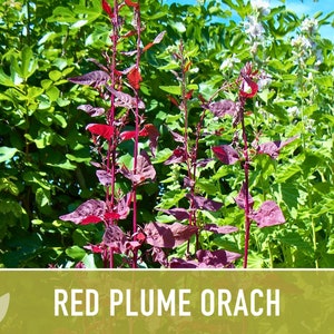 Red Plume Orach Seeds - Heirloom Seeds, Mountain Spinach, French ...