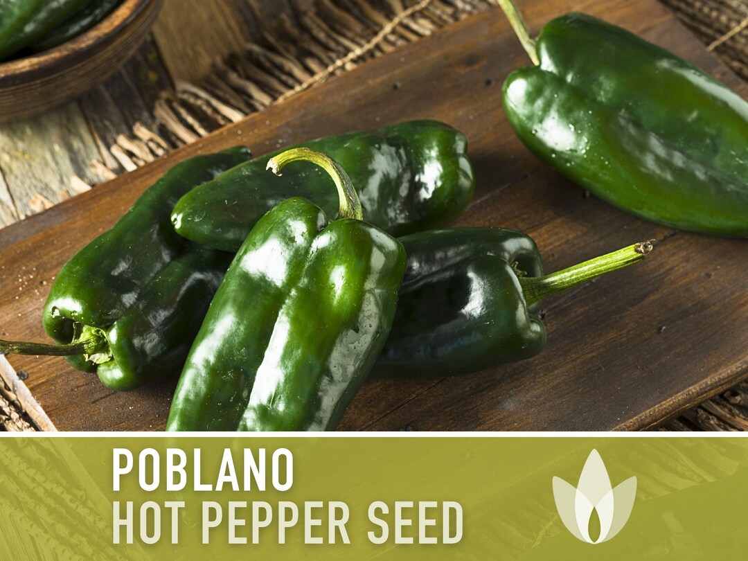 Poblano Ancho Hot Pepper Heirloom Seeds - Chili Rellenos, Mexican Ancho ...