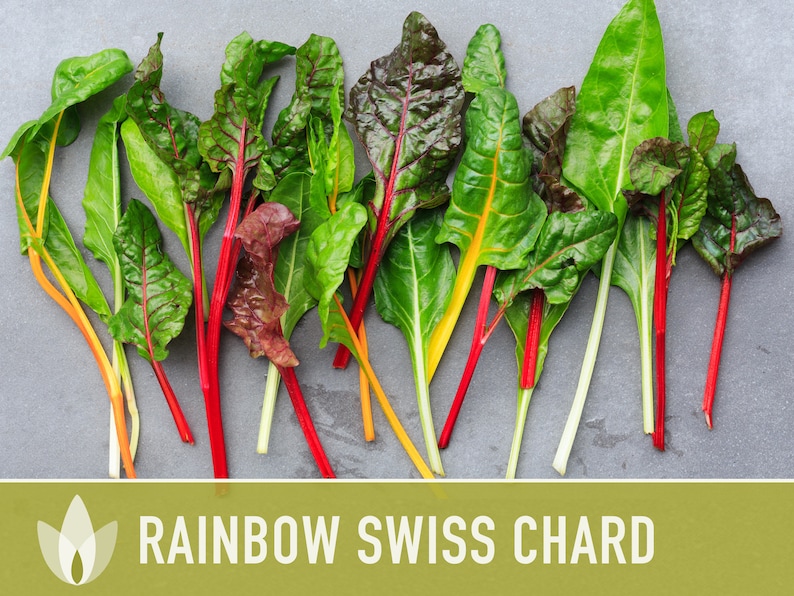 Rainbow Swiss Chard Heirloom Seeds Edible Landscaping - Etsy
