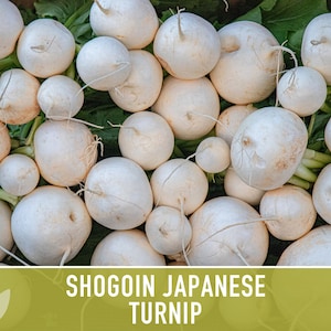 Shogoin Japanese Turnip Heirloom Seeds - Root Vegetables, Fall Garden ...