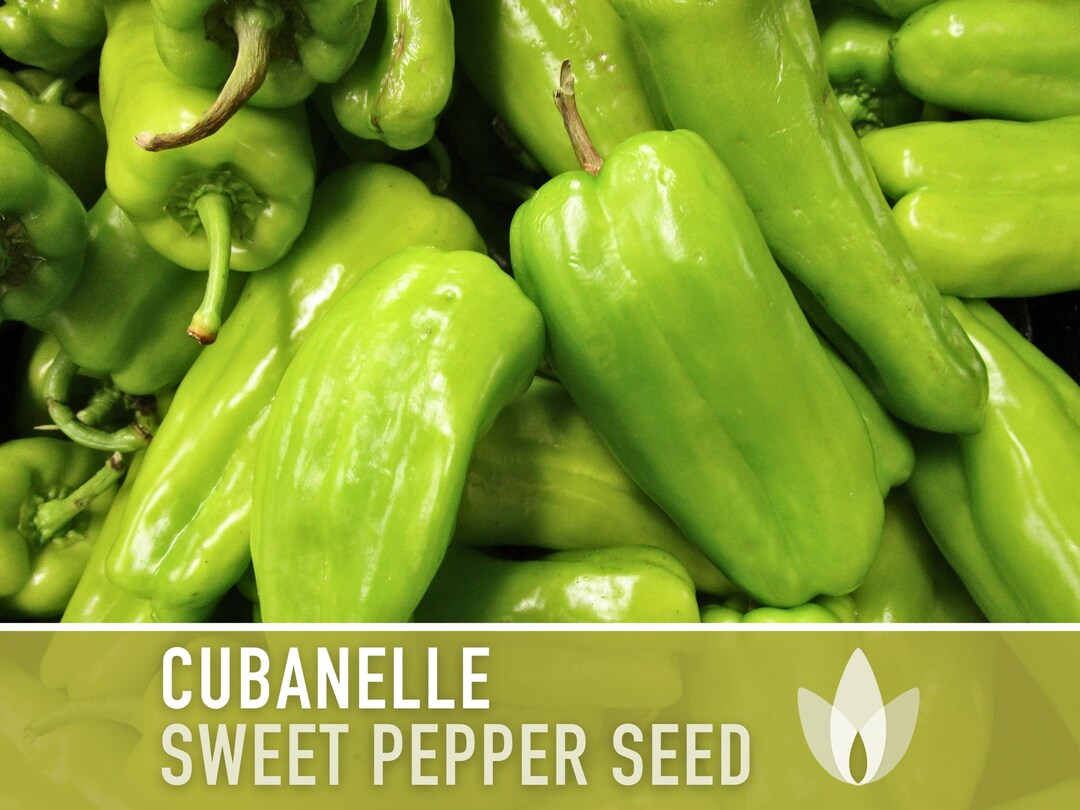 Cubanelle Pepper Seeds - Heirloom Seeds, Sweet Cuban Pepper, Colorful ...