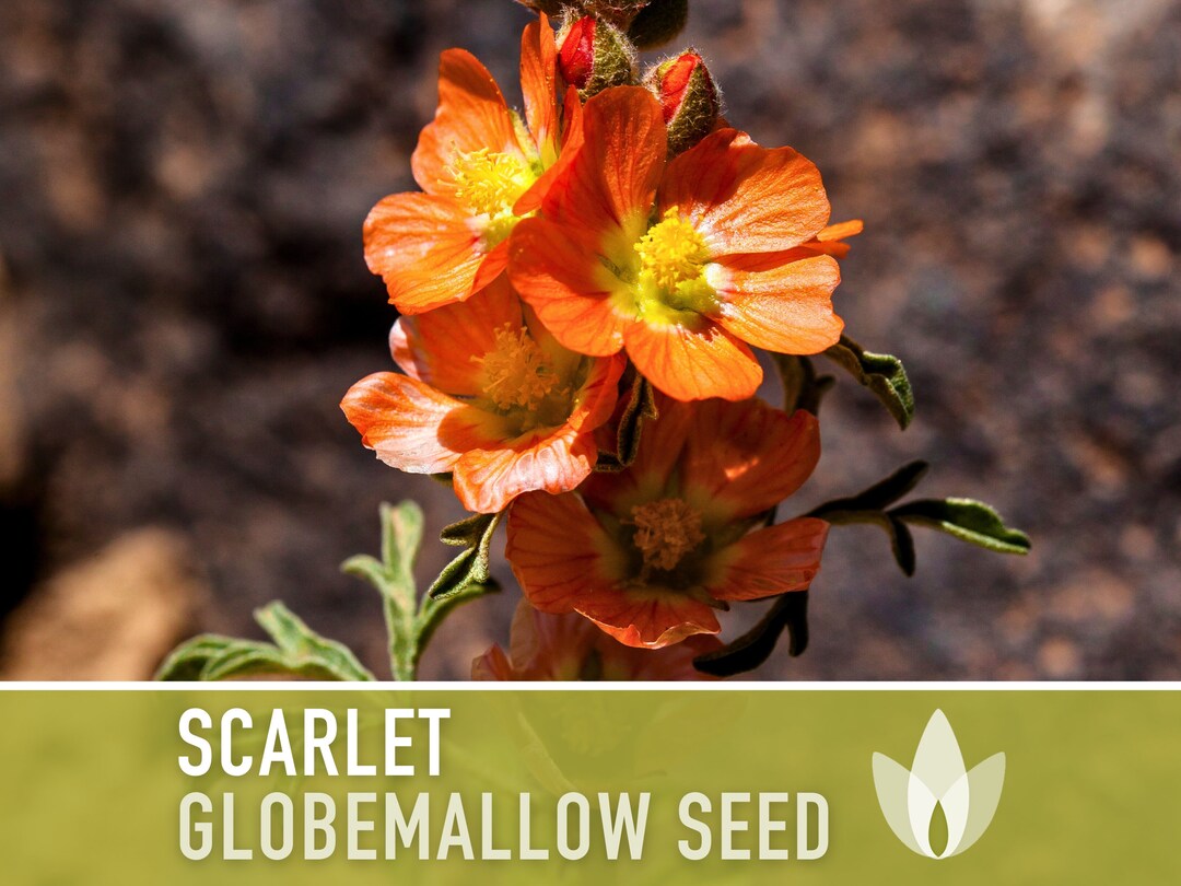 Scarlet Globemallow Seeds – Heirloom, Native Medicinal Wildflower - Etsy