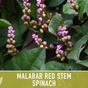 Malabar Red Stem Spinach Heirloom Seeds - Indian Spinach, Heat Loving ...