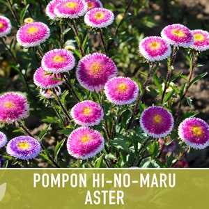 Aster, Pompon Hi-no-maru Flower Seeds - Heirloom Seeds, China Aster ...
