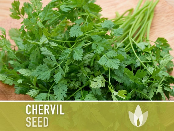 Chervil