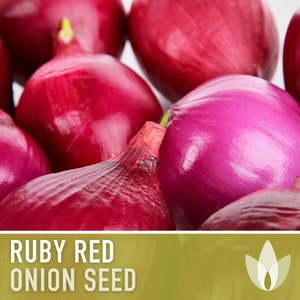 Ruby Red Onion Heirloom Seeds - Etsy