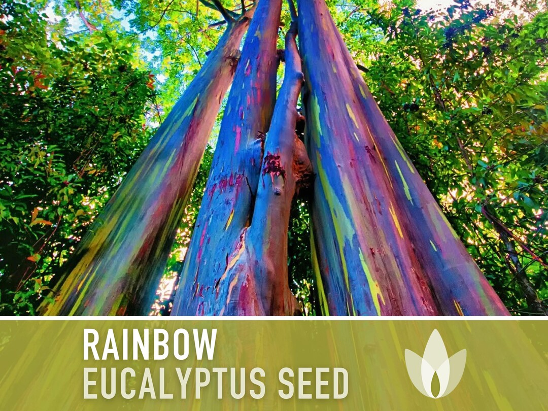 Rainbow Eucalyptus Tree Seeds - Heirloom Deglupta, Fast Growing (100 ...