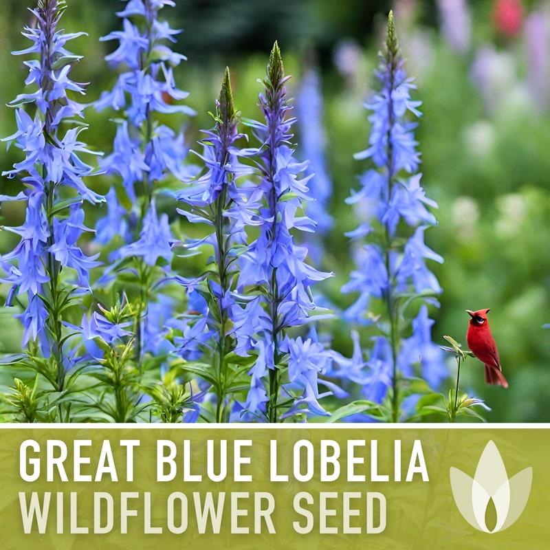 Blue Lobelia - Etsy