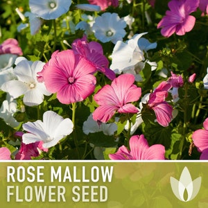 Rose Mallow Flower Seeds - Heirloom Seeds, Tree Mallow Seeds, Hibiscus ...