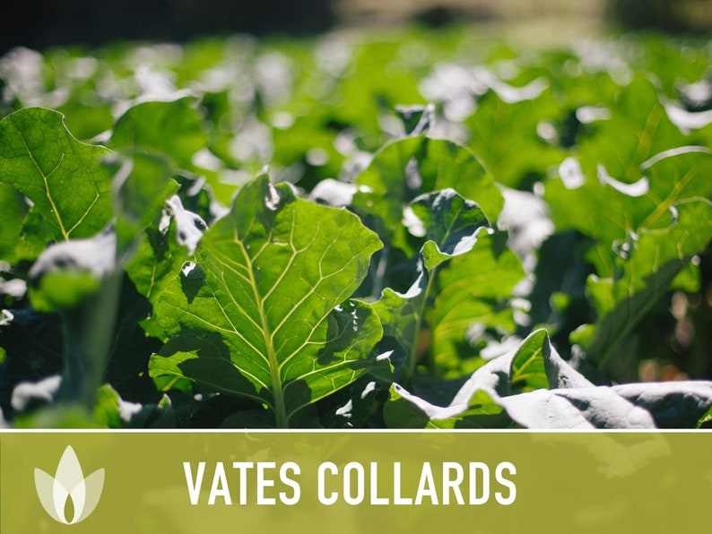 Vates Collards Heirloom Seeds - Etsy