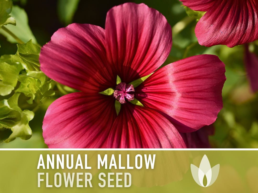 Annual Mallow, Mix - 25 Seeds - Heirloom Flower Seeds, Pink, White ...