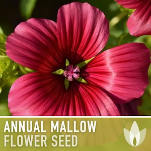 Annual Mallow, Mix - 25 Seeds - Heirloom Flower Seeds, Pink, White ...