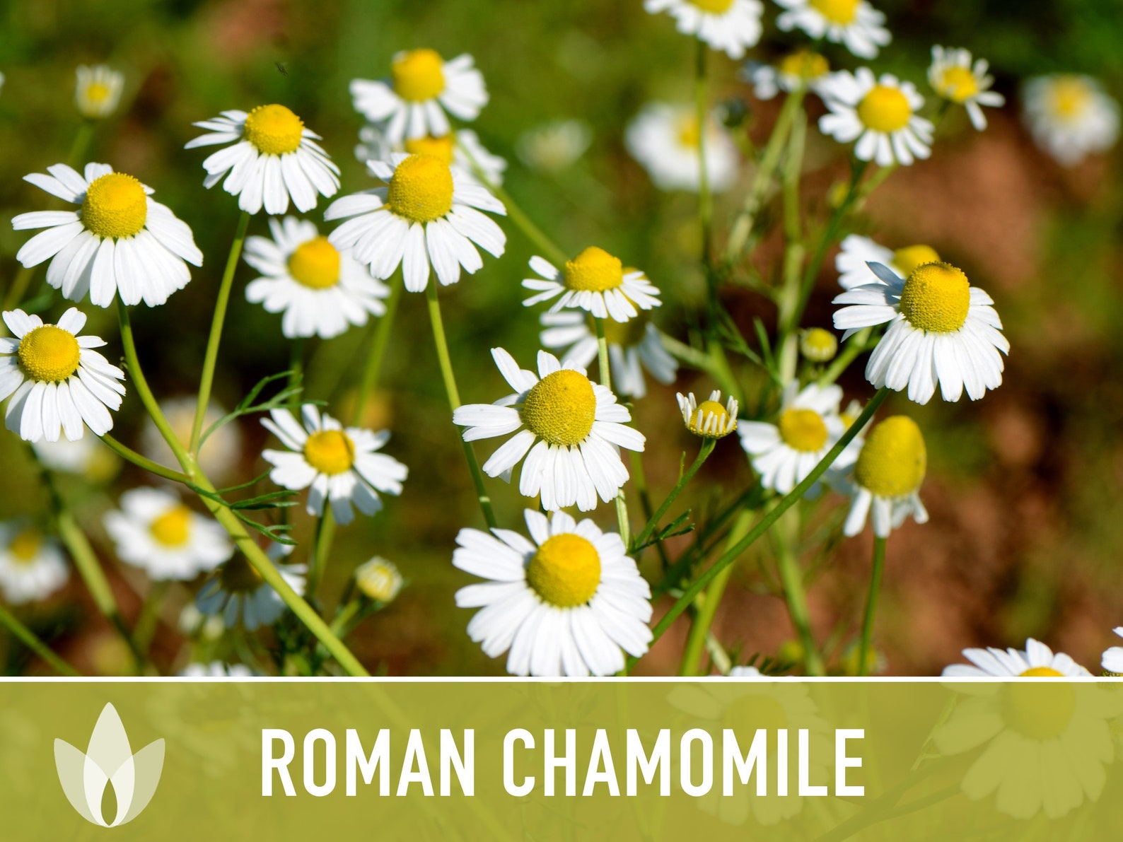 Roman Chamomile Seeds Heirloom Seeds Medicinal Herb Seeds - Etsy