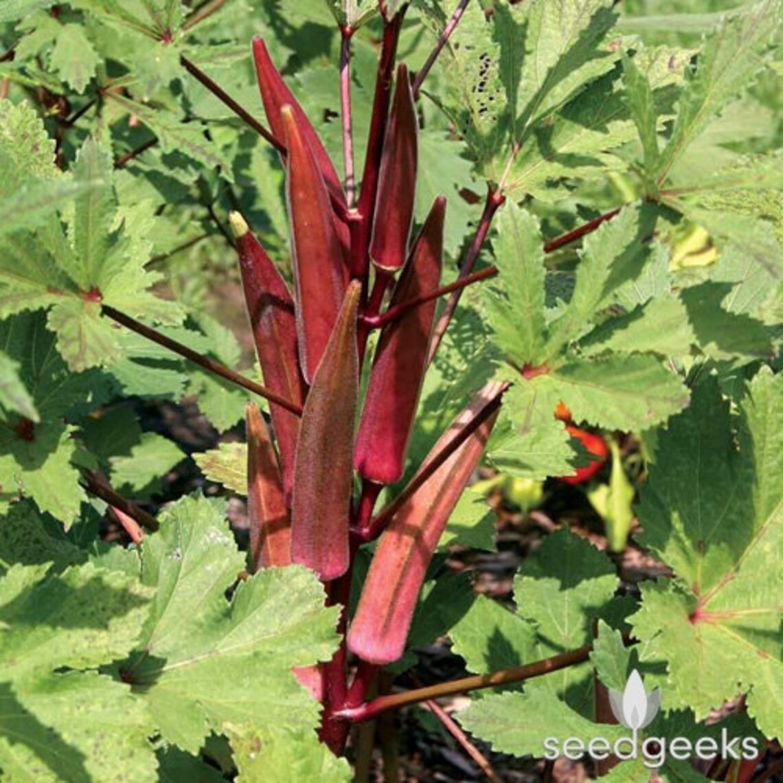 Red Burgundy Okra Heirloom Seeds - Etsy