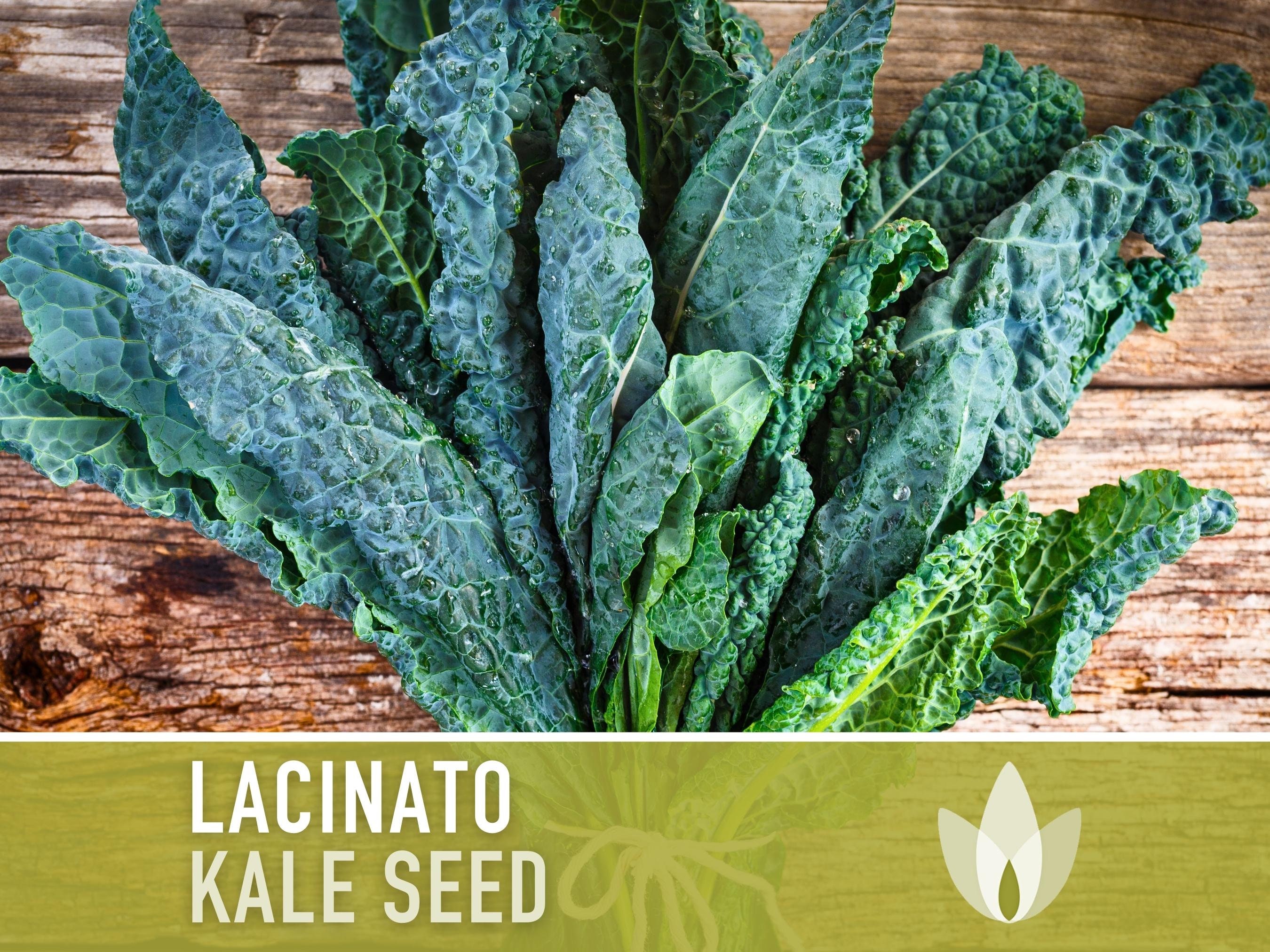 Lacinato Kale Seedlings