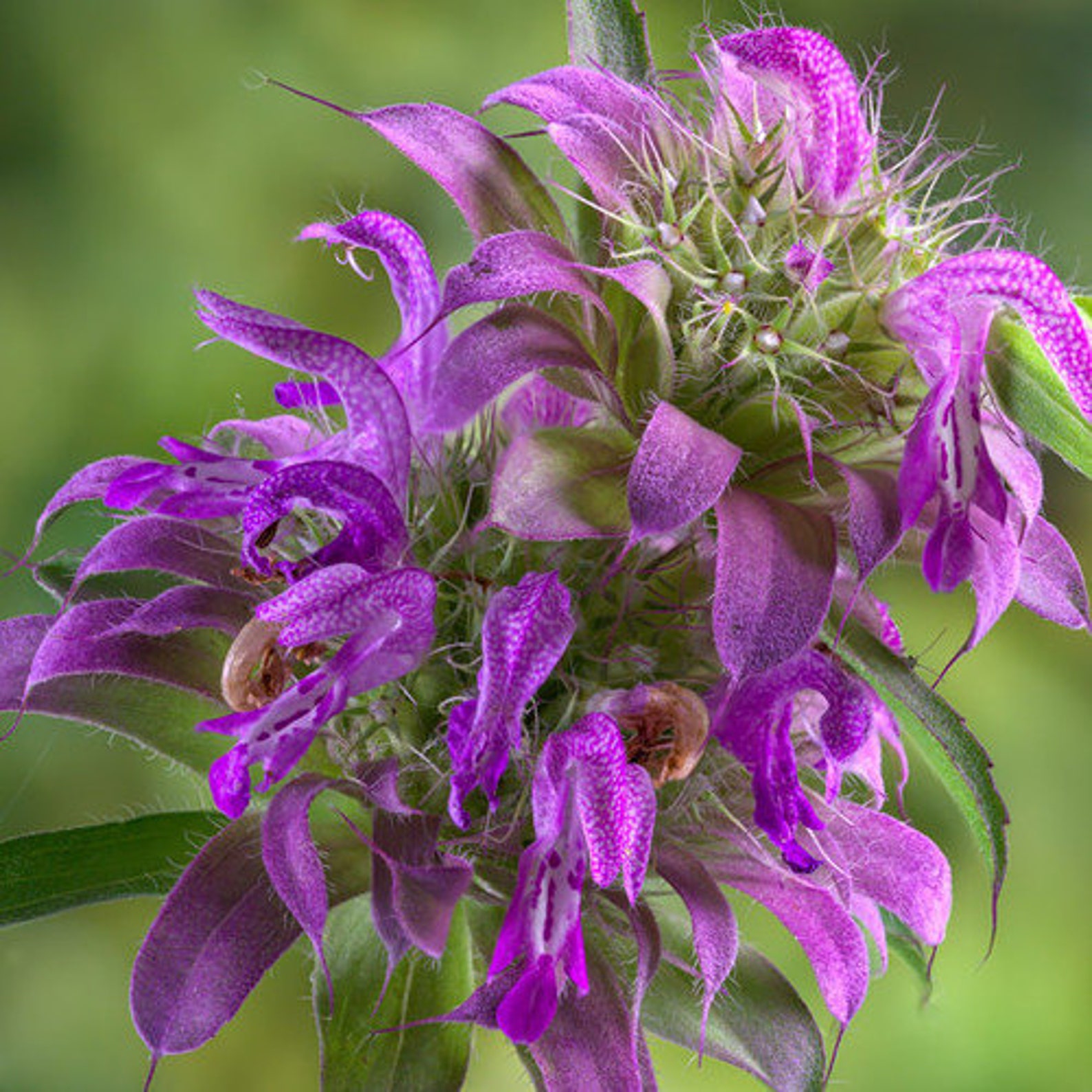 Lemon Mint Bee Balm Bergamot Herb Heirloom Seeds - Etsy