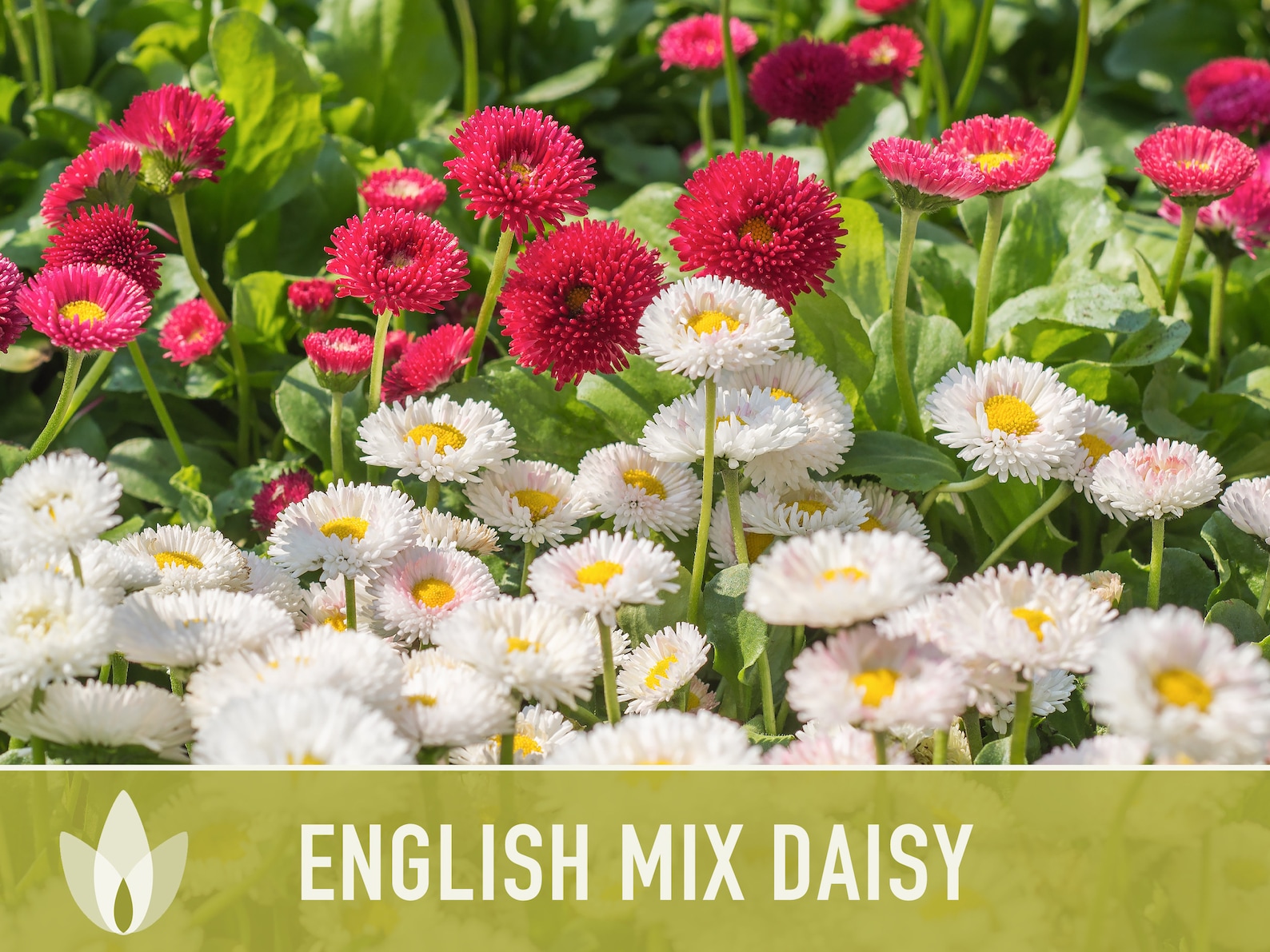 English Daisy Mix Flower Seeds Heirloom Cut Flowers Early - Etsy