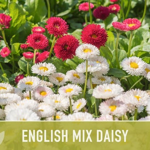 English Daisy Mix Flower Seeds - Heirloom, Cut Flowers, Early Blooms ...
