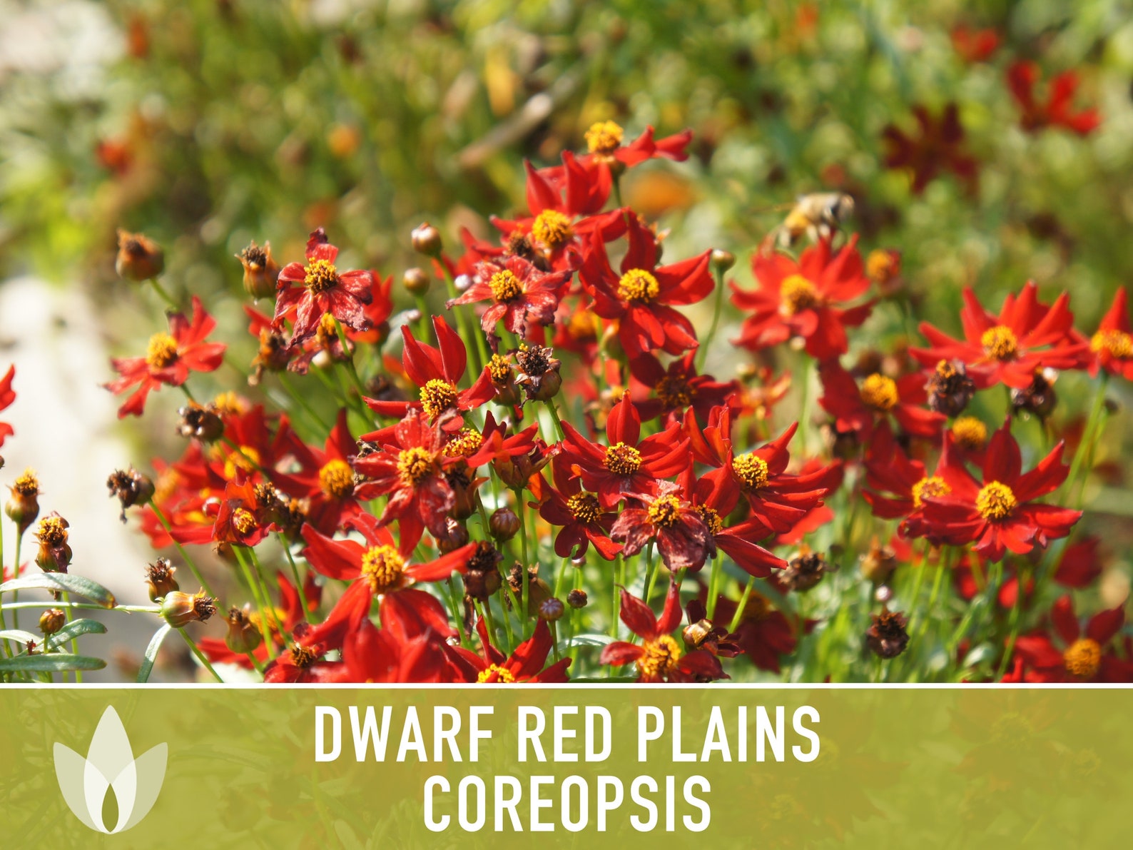 Dwarf Red Plains Coreopsis Flower Seeds, Heirloom, Pollinator Garden - Etsy