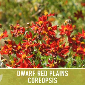Dwarf Red Plains Coreopsis Flower Seeds, Heirloom, Pollinator Garden - Etsy