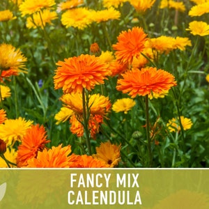 Calendula Officinalis, Fancy Mix Heirloom Seeds, Flower Seeds - Etsy