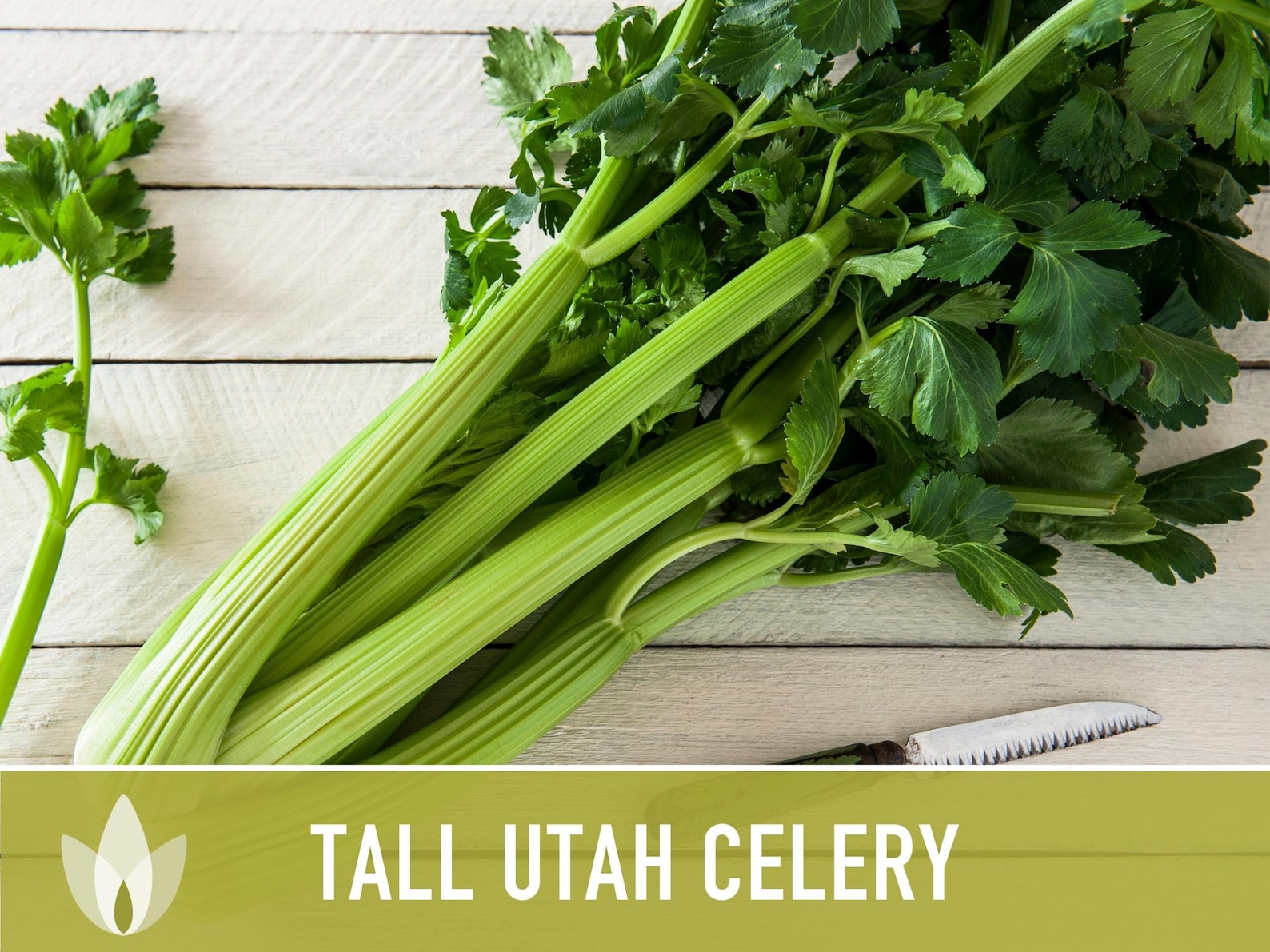 Tall Utah Celery Seeds Heirloom Open Pollinated Non-gmo - Etsy