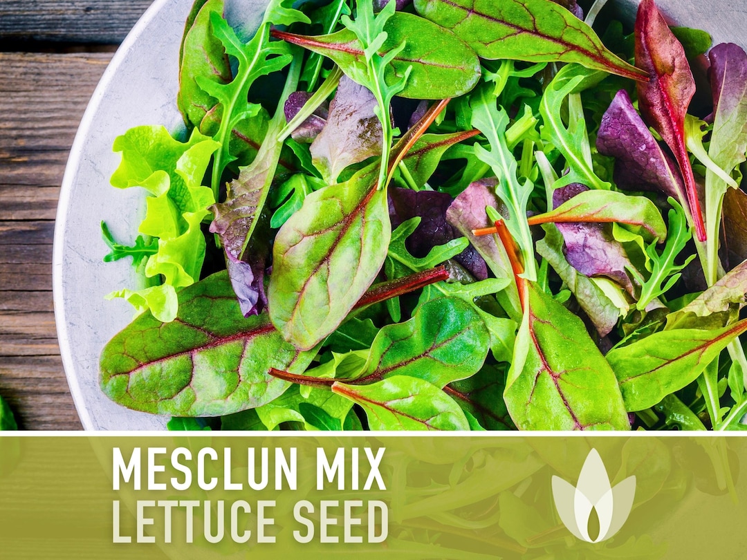 Mesclun Mix Lettuce Heirloom Seeds - Fresh Salad, European Salad Mix ...