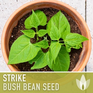 Strike Bush Bean Seeds - Heirloom Seeds, Stringless, Reliable, Heavy ...