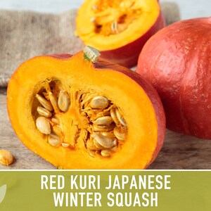Red Kuri Japanese Winter Squash Heirloom Seeds - Teardrop, Striped ...